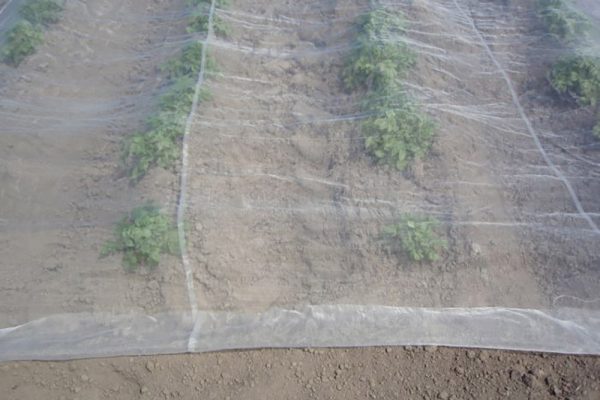 Mesh Crop Cover - The Organic Store